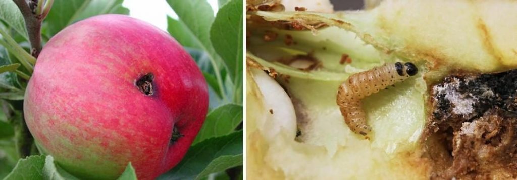 VIERMELE MERELOR ( Cydia pomonella ) - AgroHelp